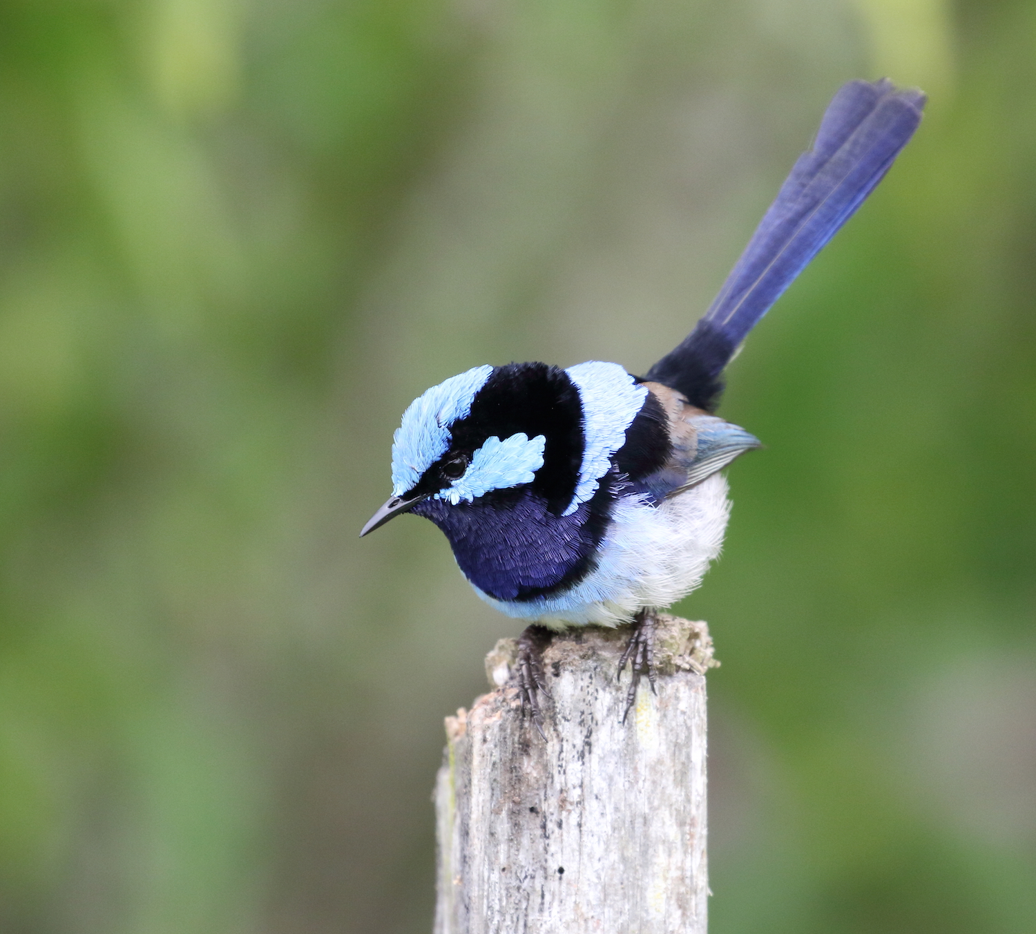 Superb City Wrens – An urban citizen-science project
