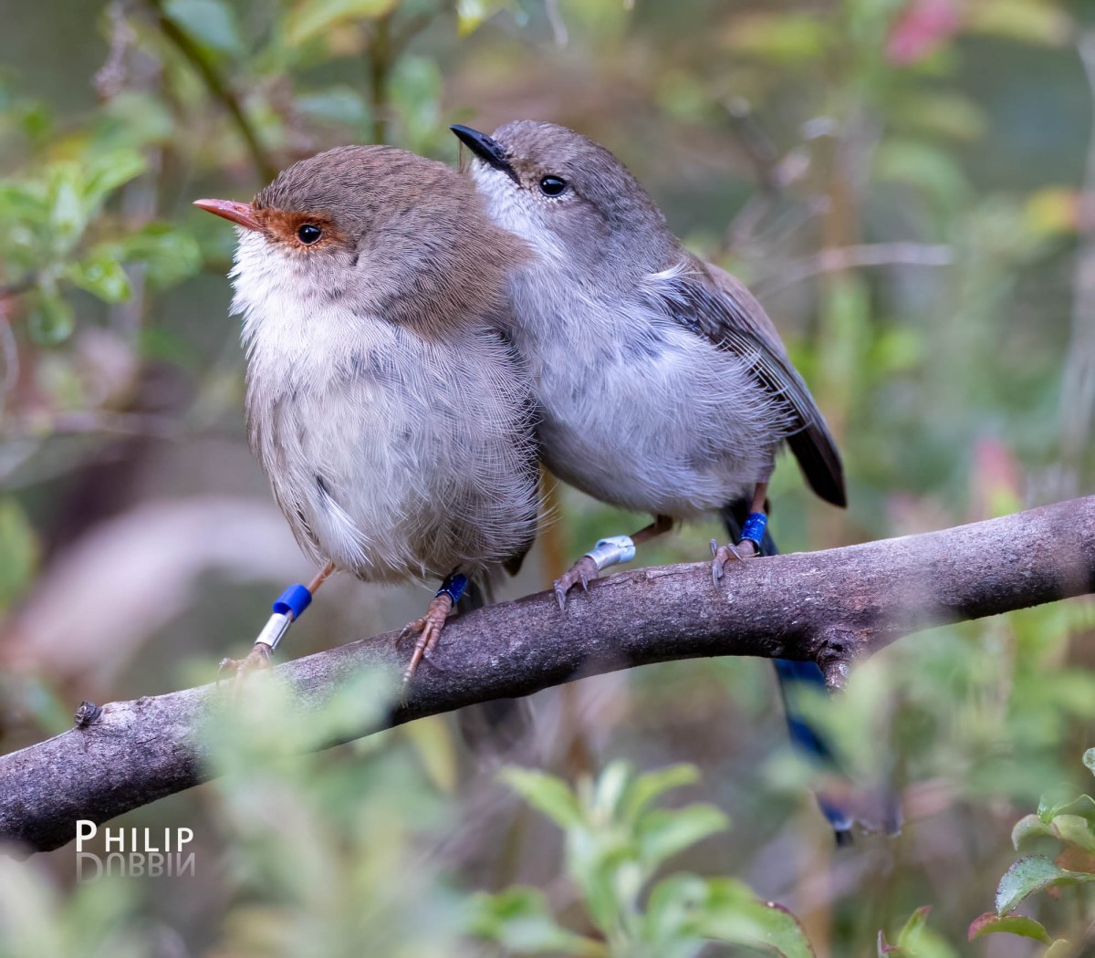 A wren by any other name… – Superb City Wrens