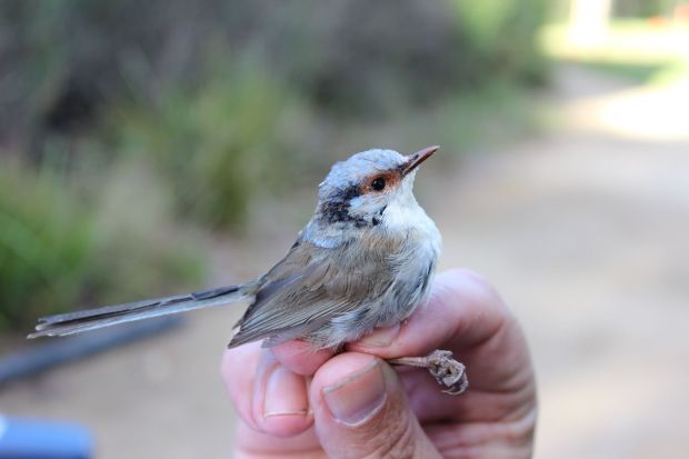 A wren by any other name… – Superb City Wrens