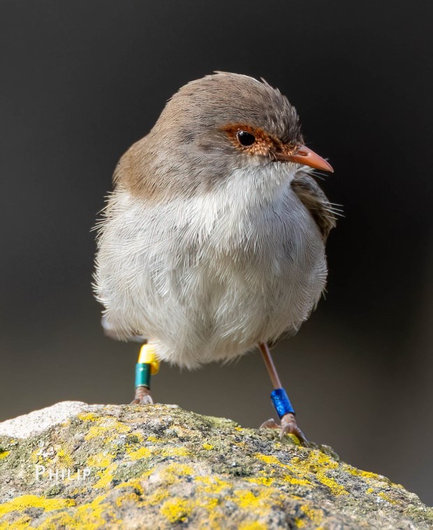 A wren by any other name… – Superb City Wrens
